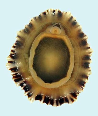 Patella depressa | The Conchological Society of Great Britain and Ireland